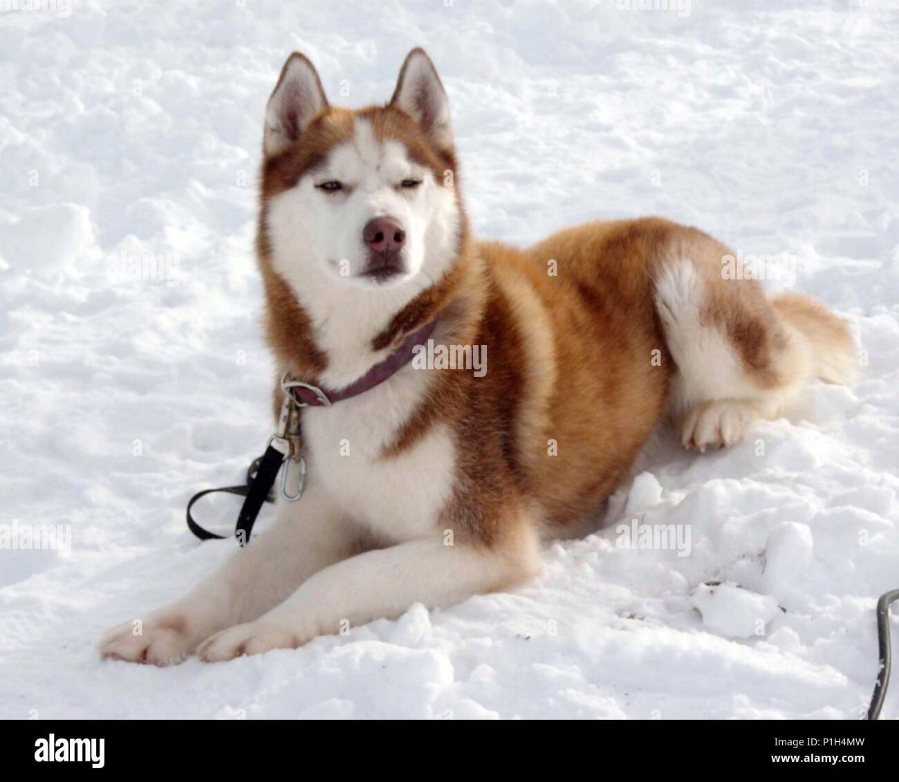 Eight Below Huskies