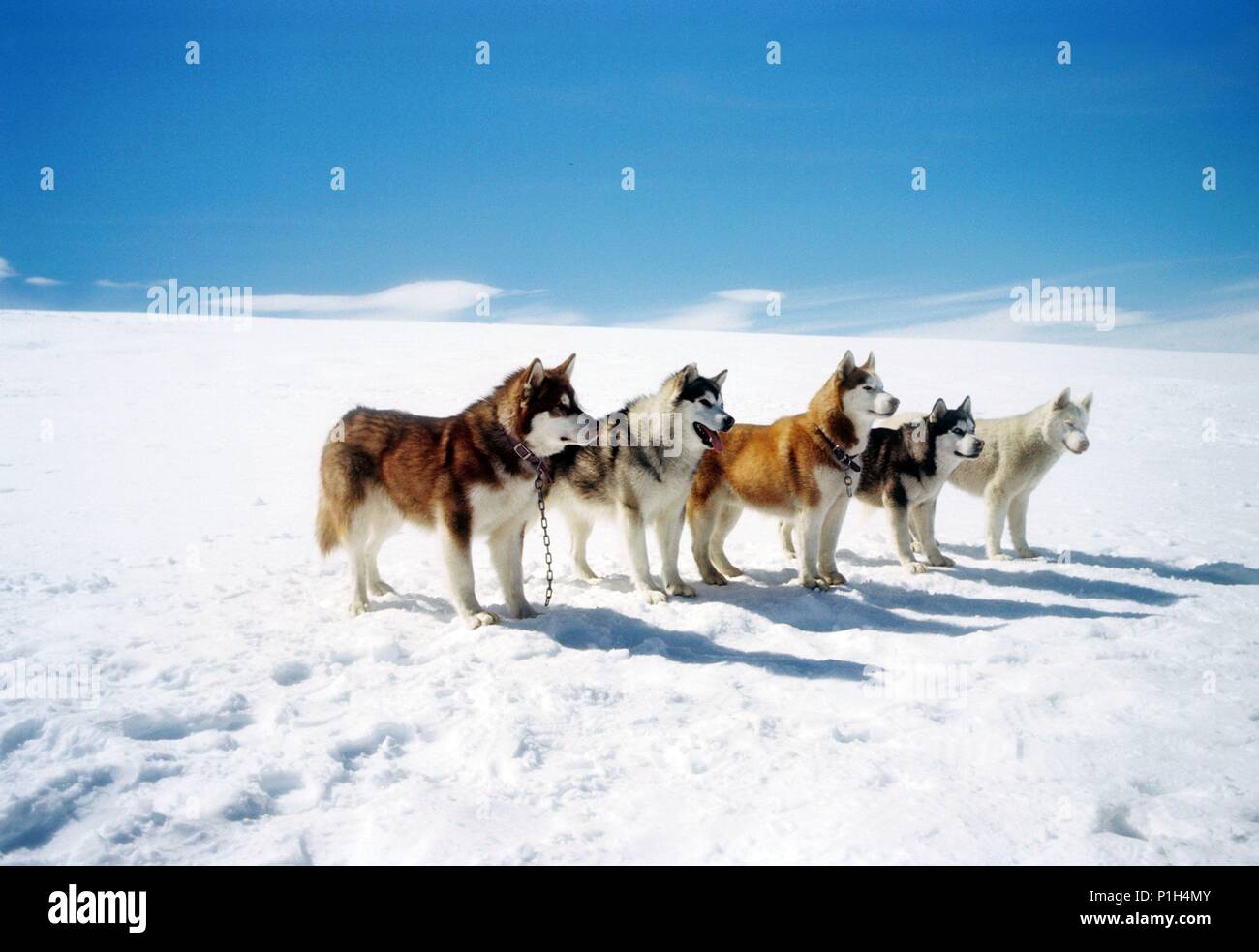 Original Film Title: EIGHT BELOW. English Title: EIGHT BELOW. Film ...