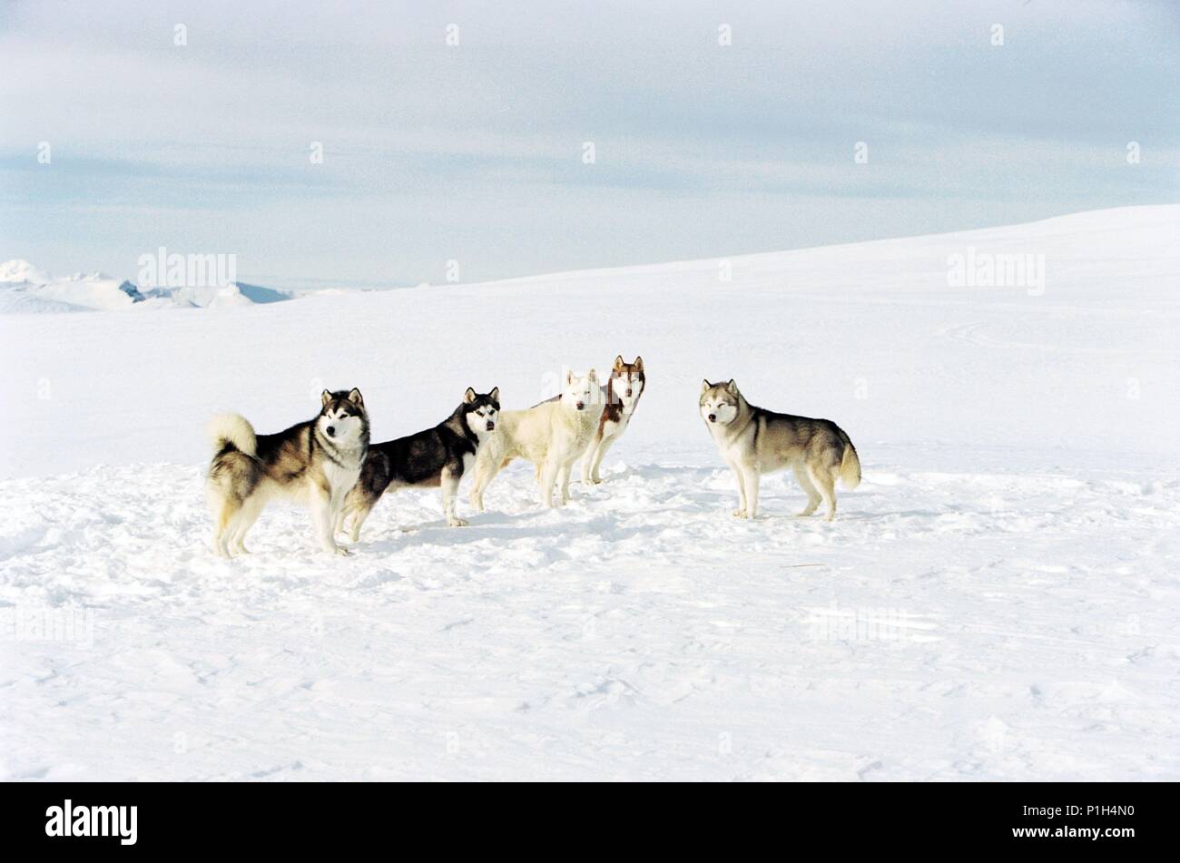 Frank Marshall Eight Below Antarctica Stock Photos & Frank Marshall ...