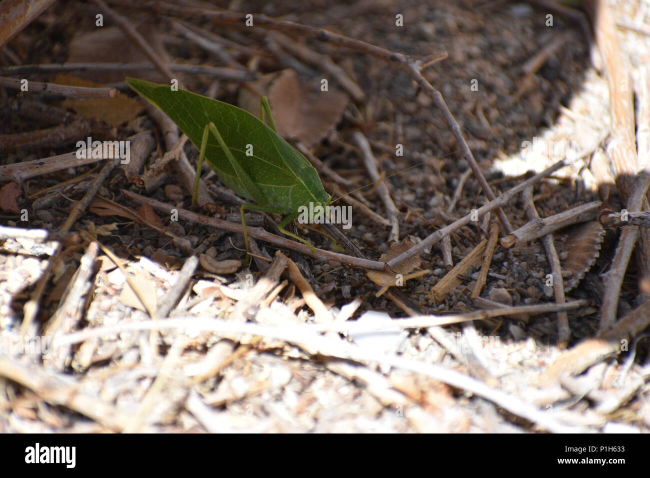Brown katydid hi-res stock photography and images - Alamy