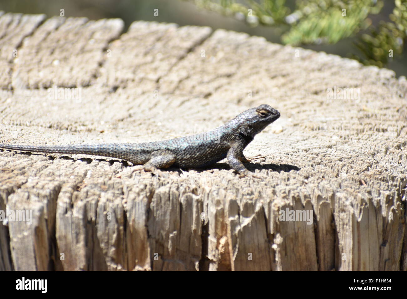 Sun bathing in nature hi-res stock photography and images - Alamy