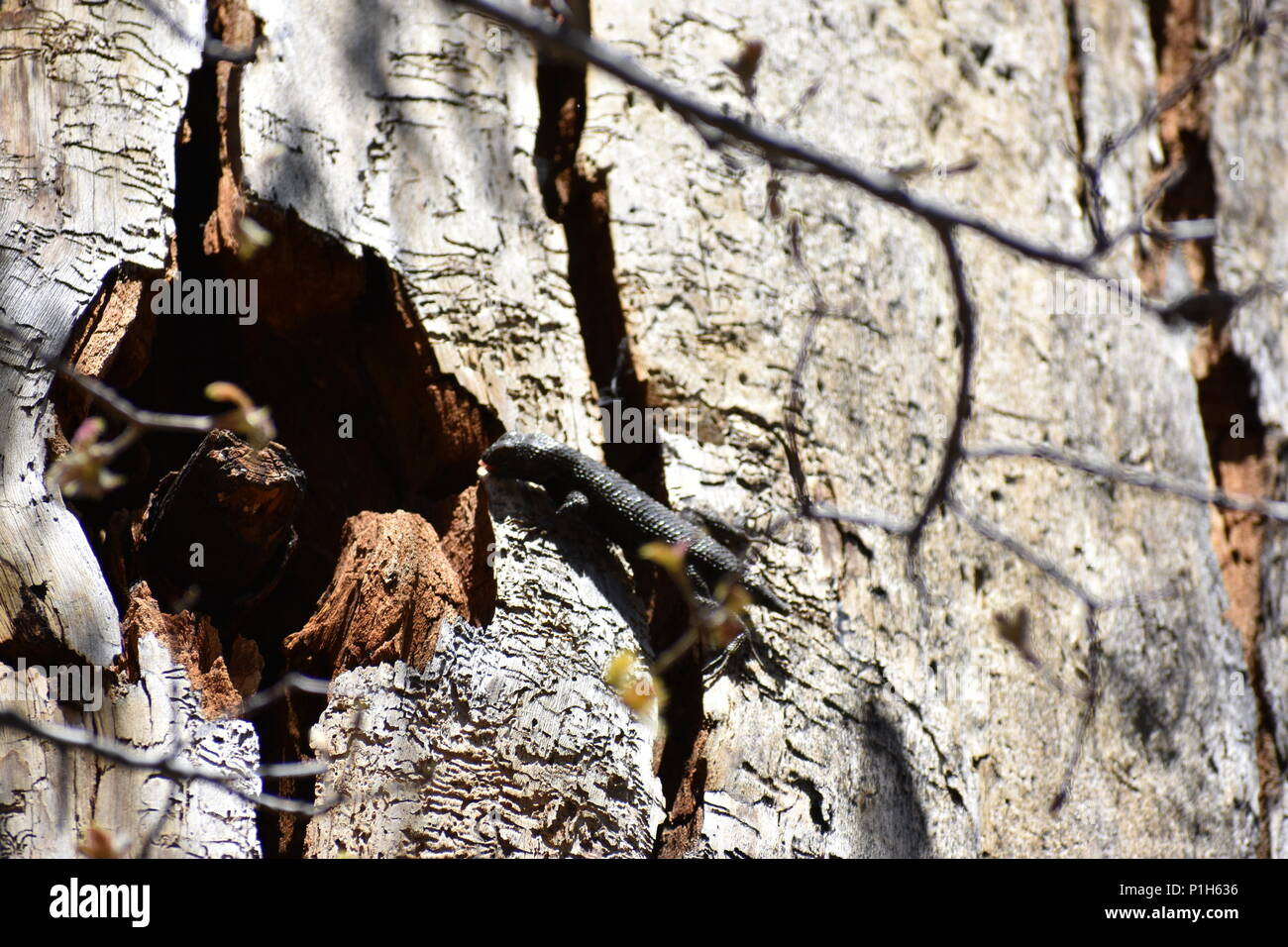 Lizard with some tail missing Stock Photo - Alamy