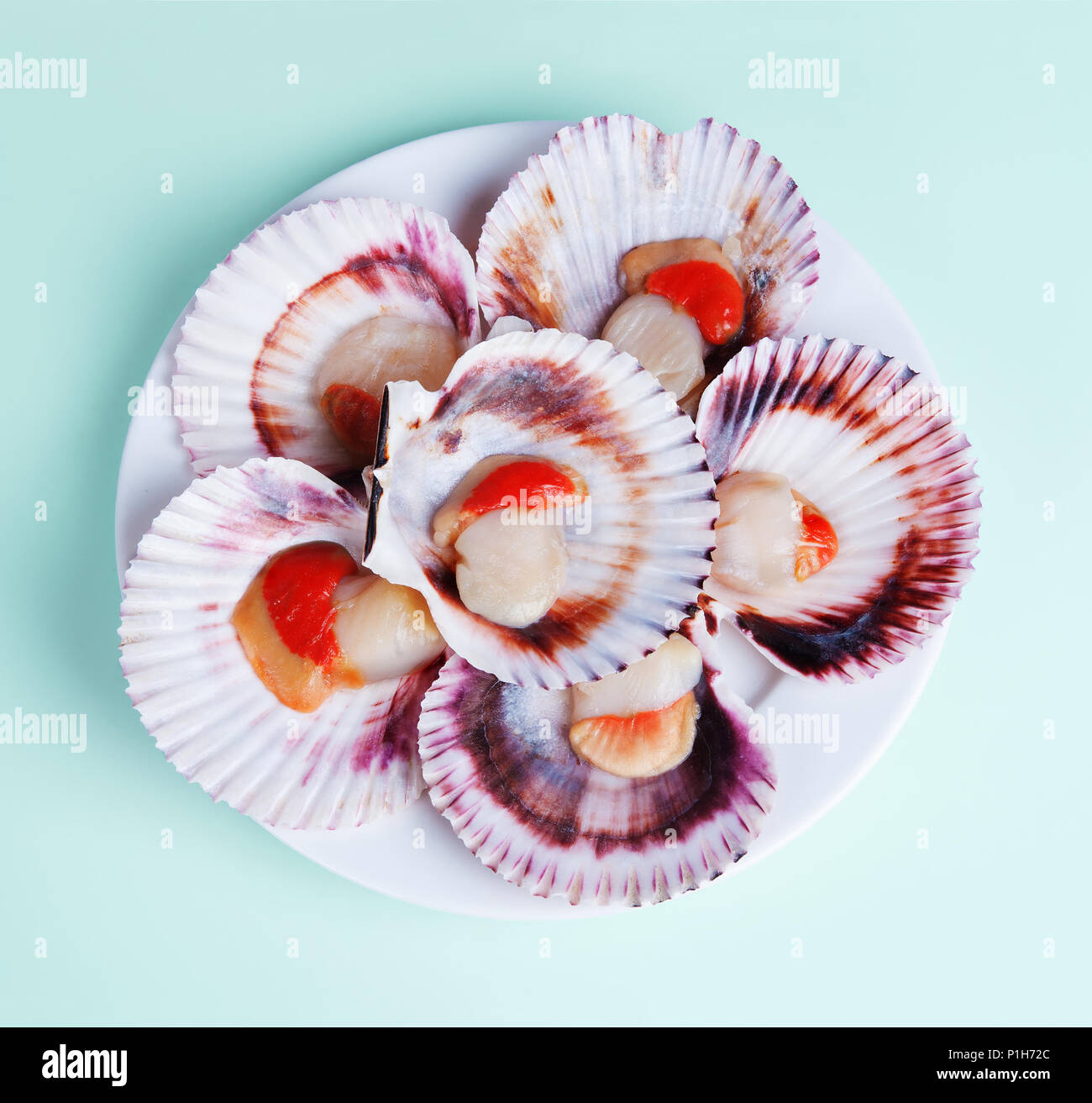 half a dozen fresh opened scallop shell on white plate isolated on ...