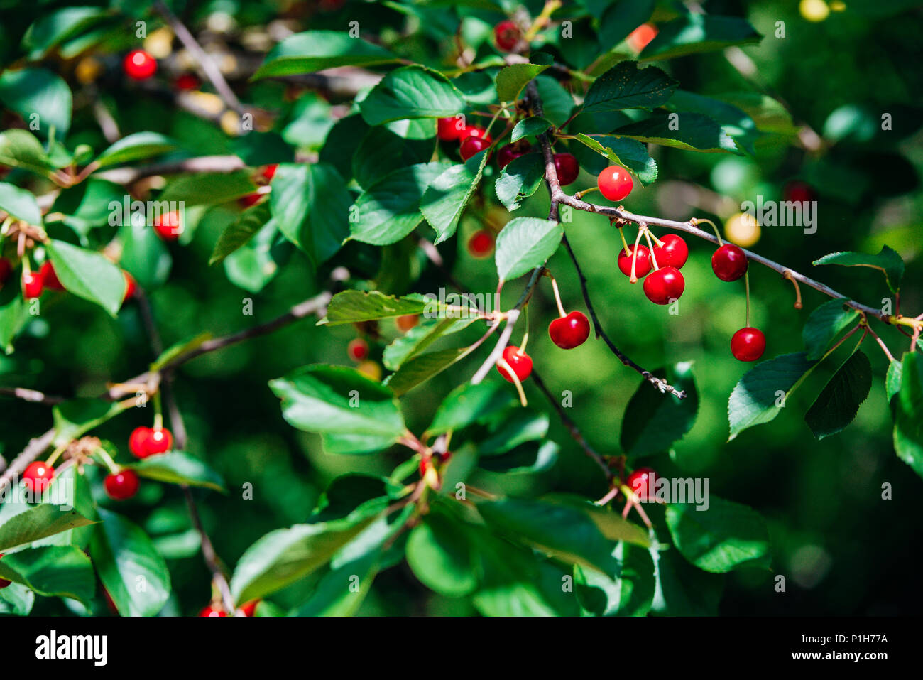 Cherry on the branch grows, ripened red cherry Stock Photo - Alamy