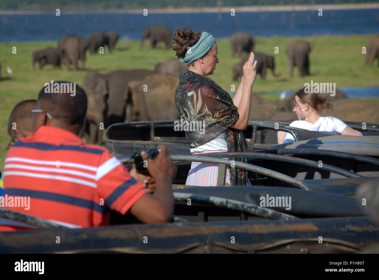 Elephants at Kaudulla National Park, Sri Lanka Stock Photo - Alamy