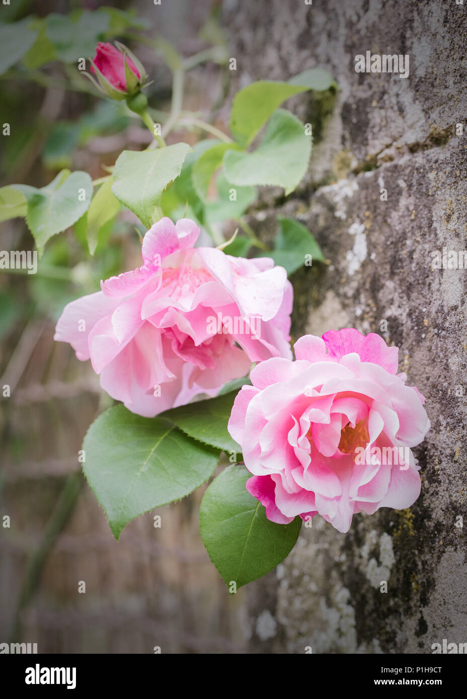 Pink climbing roses Stock Photo - Alamy
