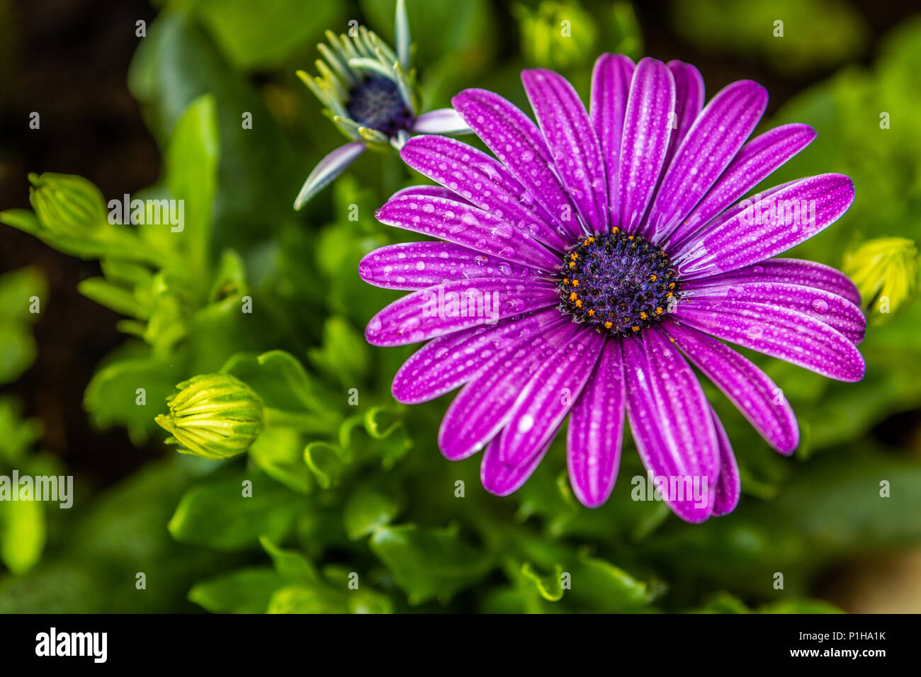 Cape daisy flower hi-res stock photography and images - Alamy