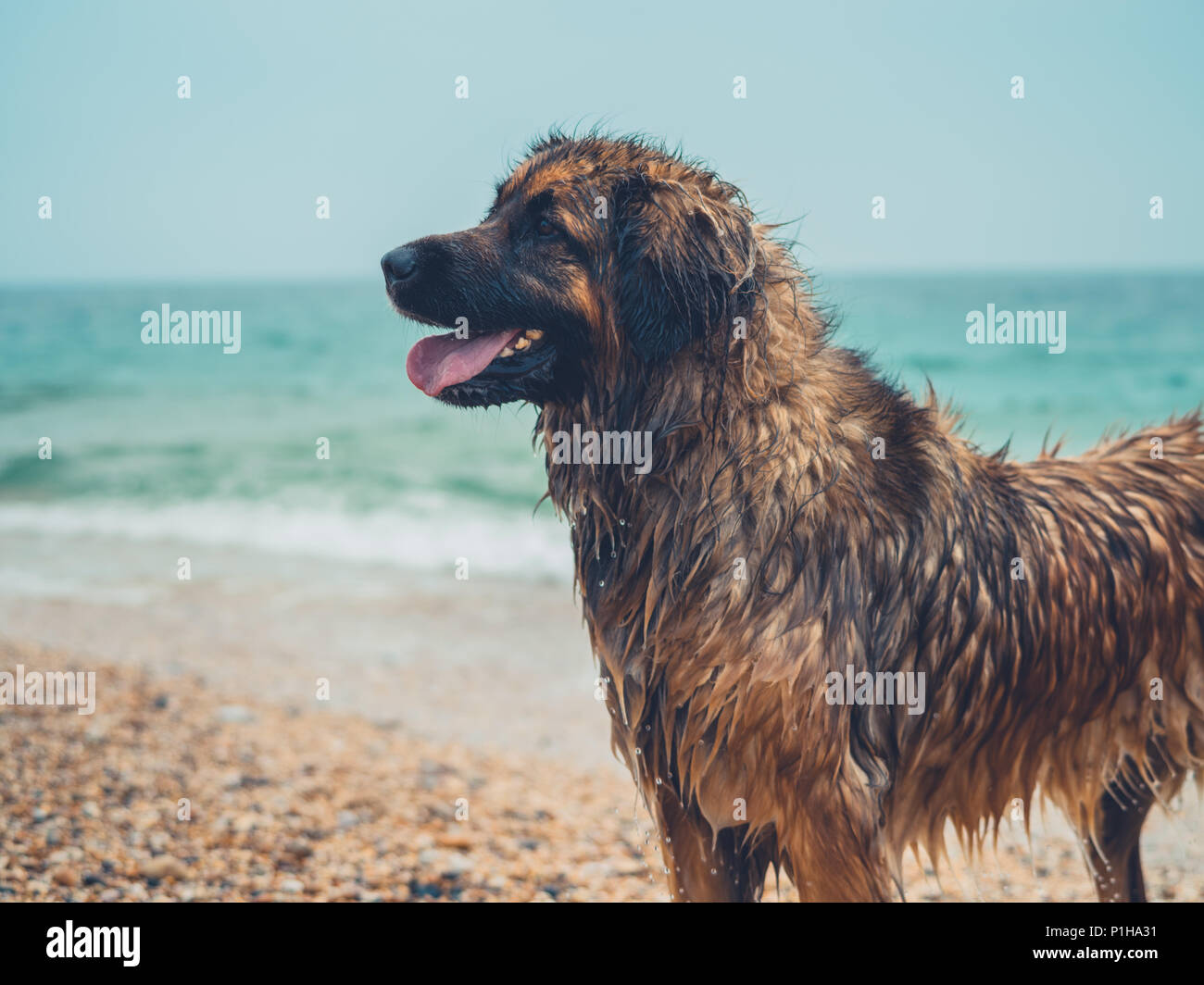 Leonberger hi-res stock photography and images - Alamy