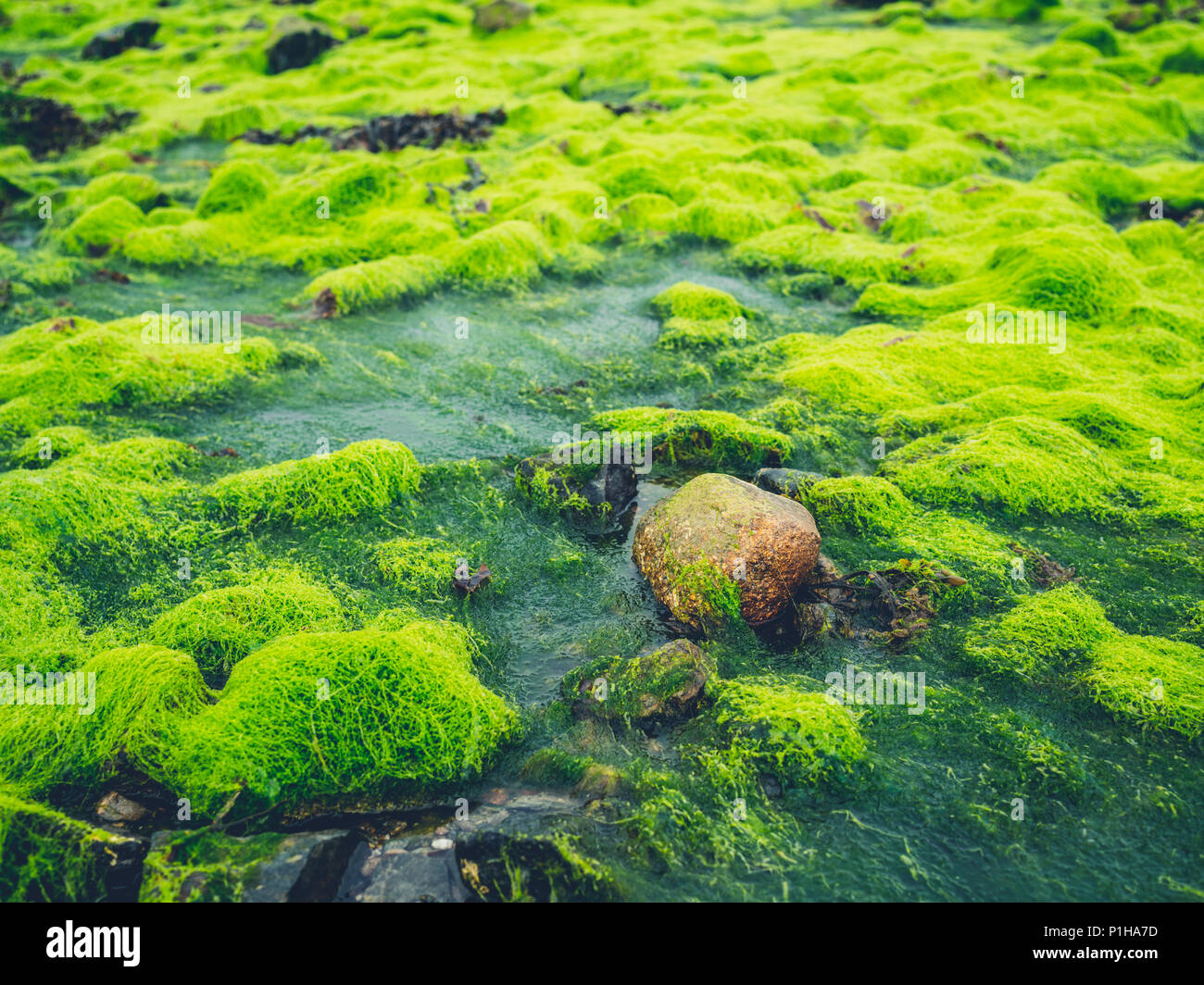 Algae on rocks hi-res stock photography and images - Alamy