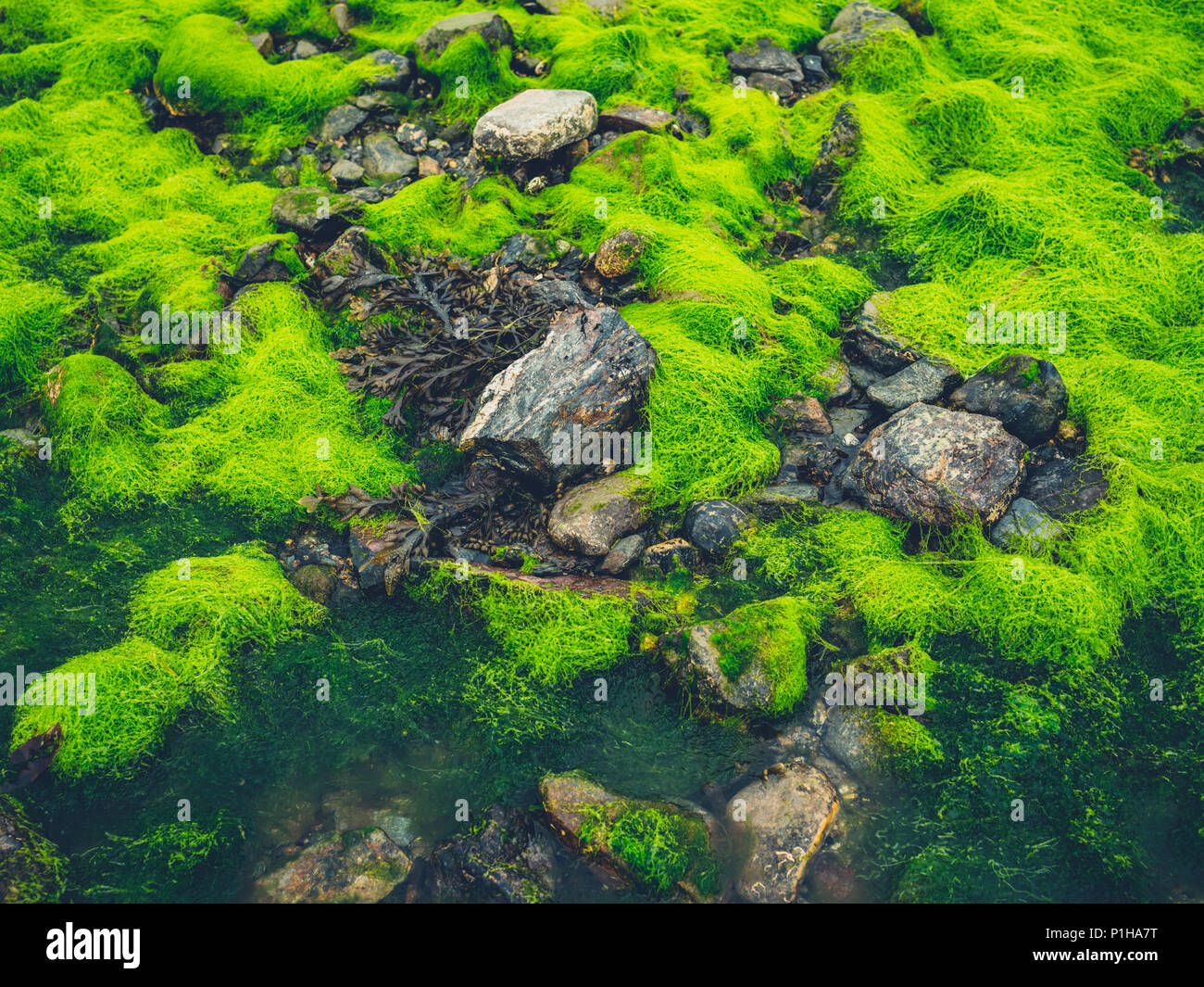 Algae on rocks hi-res stock photography and images - Alamy