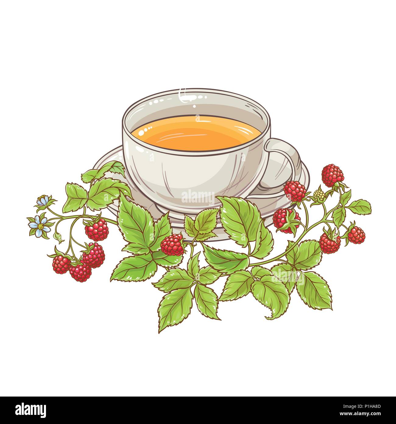 cup of raspberry tea illustration on white background Stock Vector ...