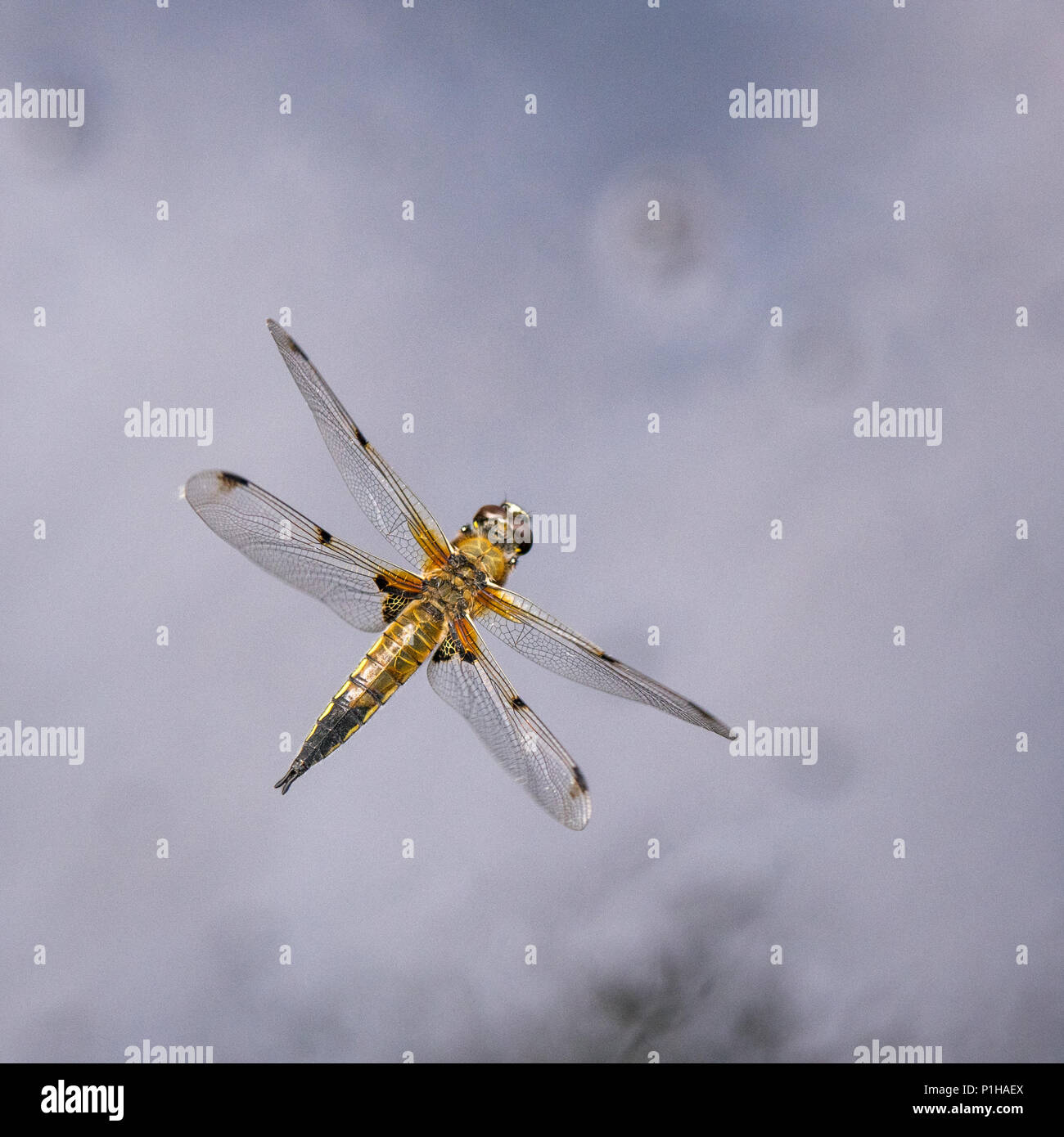 Four winged insect hi-res stock photography and images - Alamy