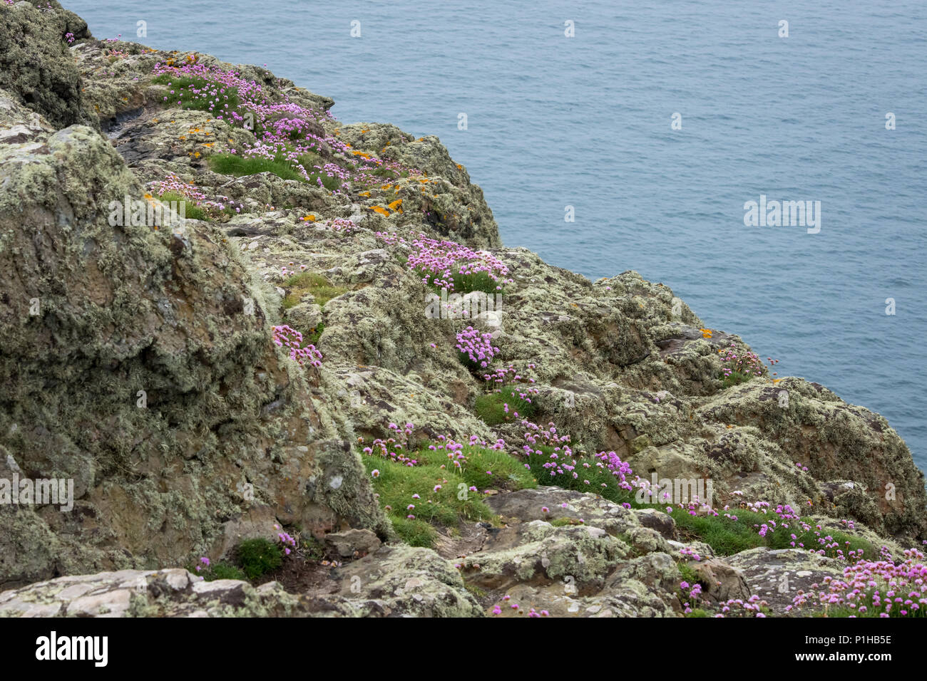 Cliff side flowers hi-res stock photography and images - Alamy