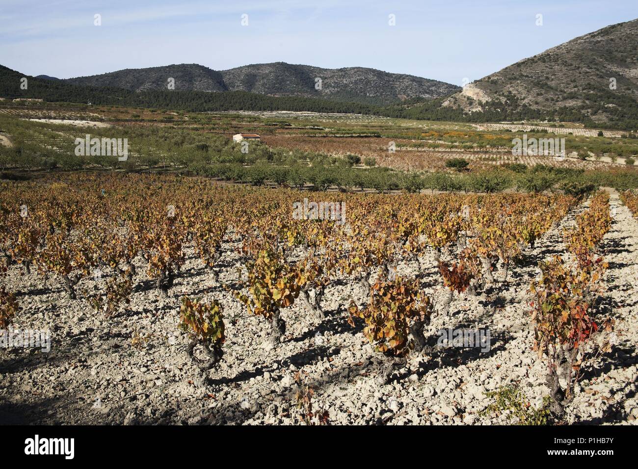 SPAIN - El Noroeste (district) - MURCIA. viñedo del municipio de Bullas ...