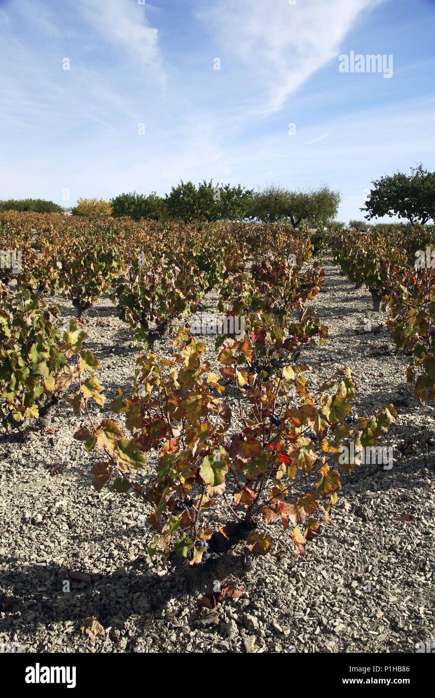 SPAIN - El Noroeste (district) - MURCIA. viñedo del municipio de Bullas ...