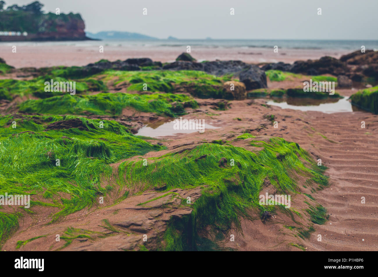 Seaweed and rocks at the beach Stock Photo - Alamy