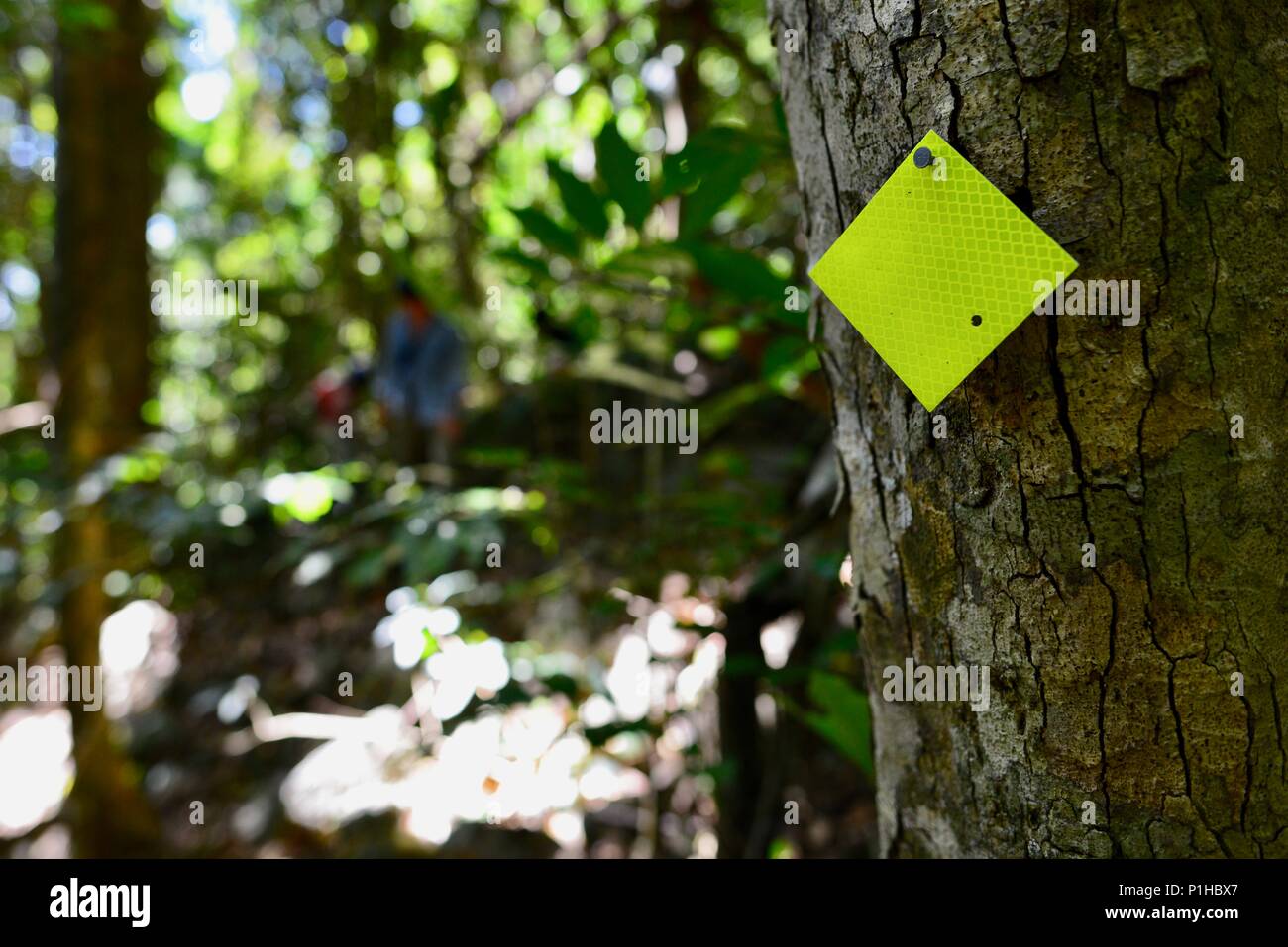 Mother and daughters walk through a rocky outcrop in a forest, Paluma ...