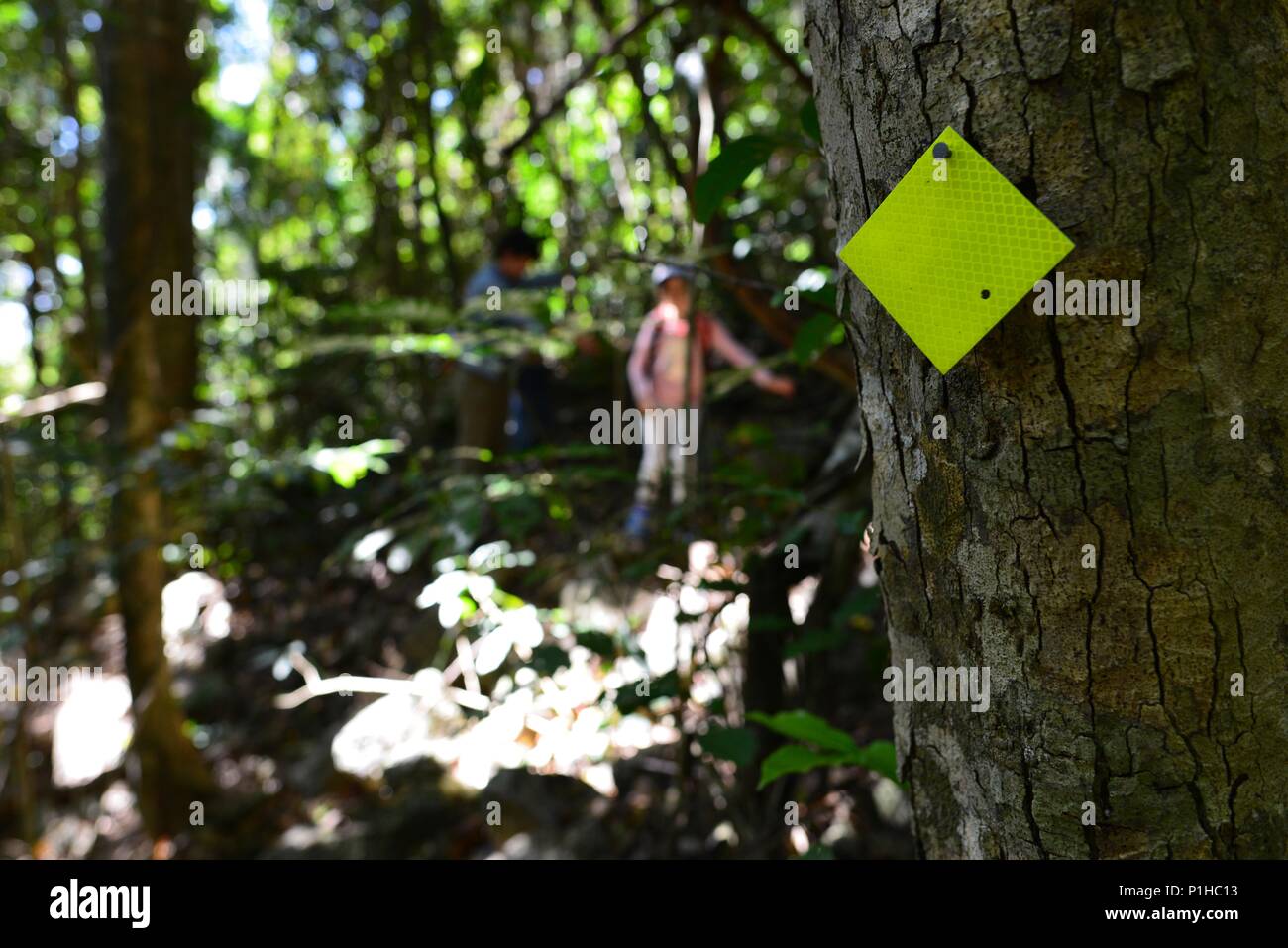Mother and daughters walk through a rocky outcrop in a forest, Paluma ...