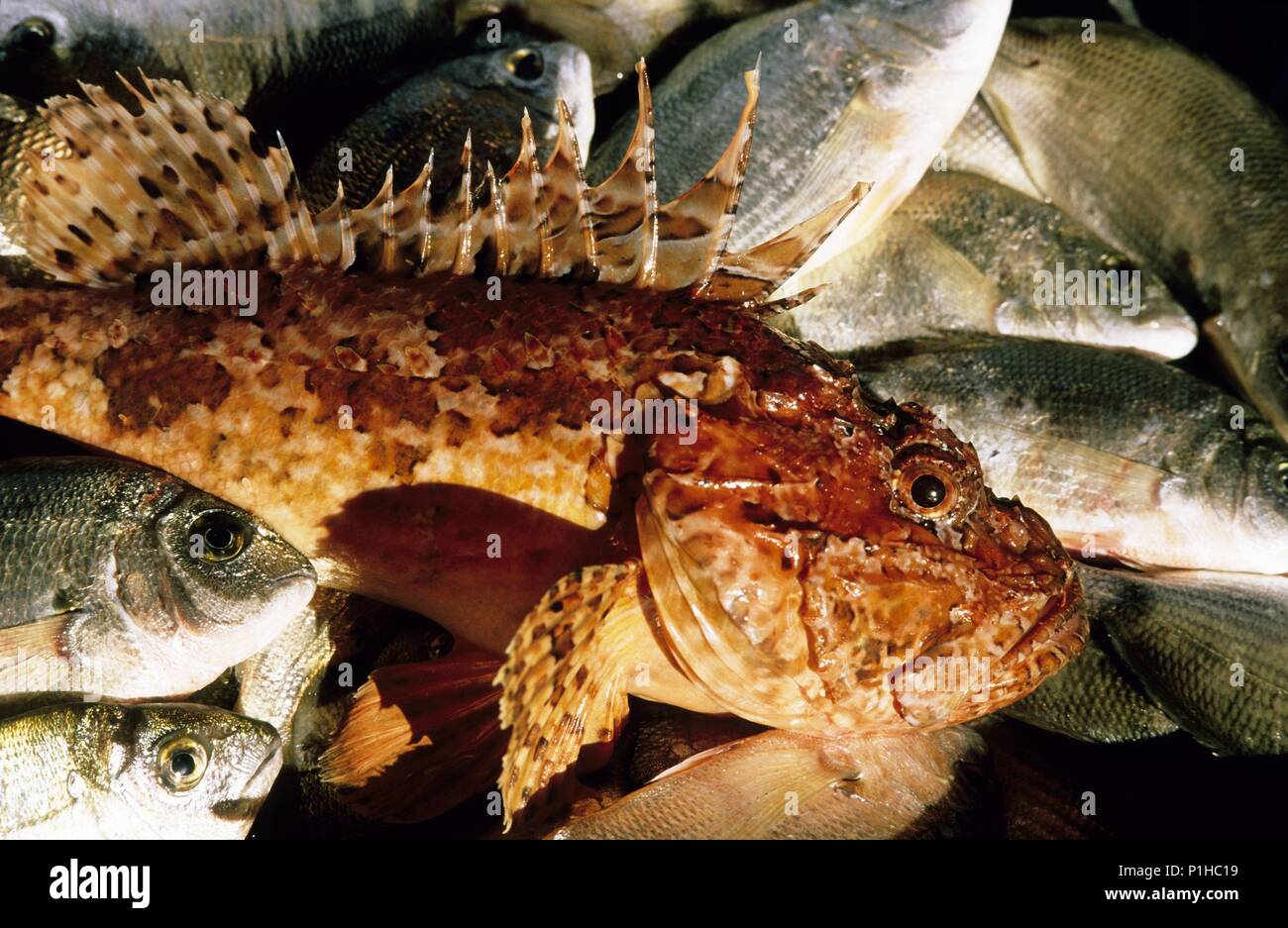 Baix Ebre: fish market at L'Ametlla de Mar; Costa Dorada / Daurada ...