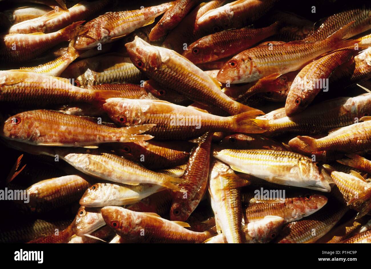 Baix Ebre: fish market at L'Ametlla de Mar; Costa Dorada / Daurada ...