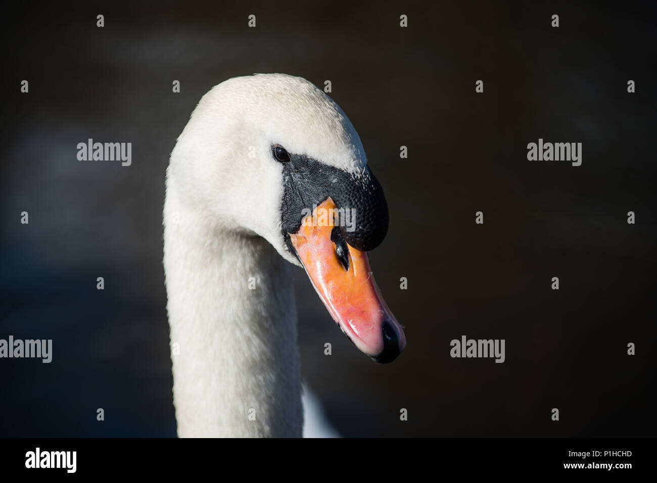 Stanwick lakes northamptonshire hi-res stock photography and images - Alamy