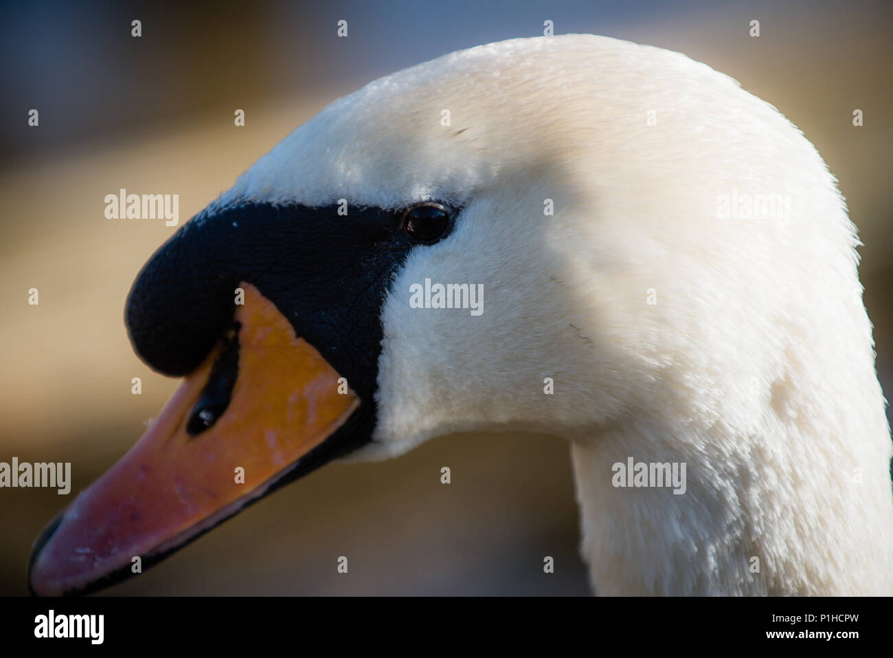 Stanwick Lakes Nature Reserve Northamptonshire Wildlife and Landscape ...