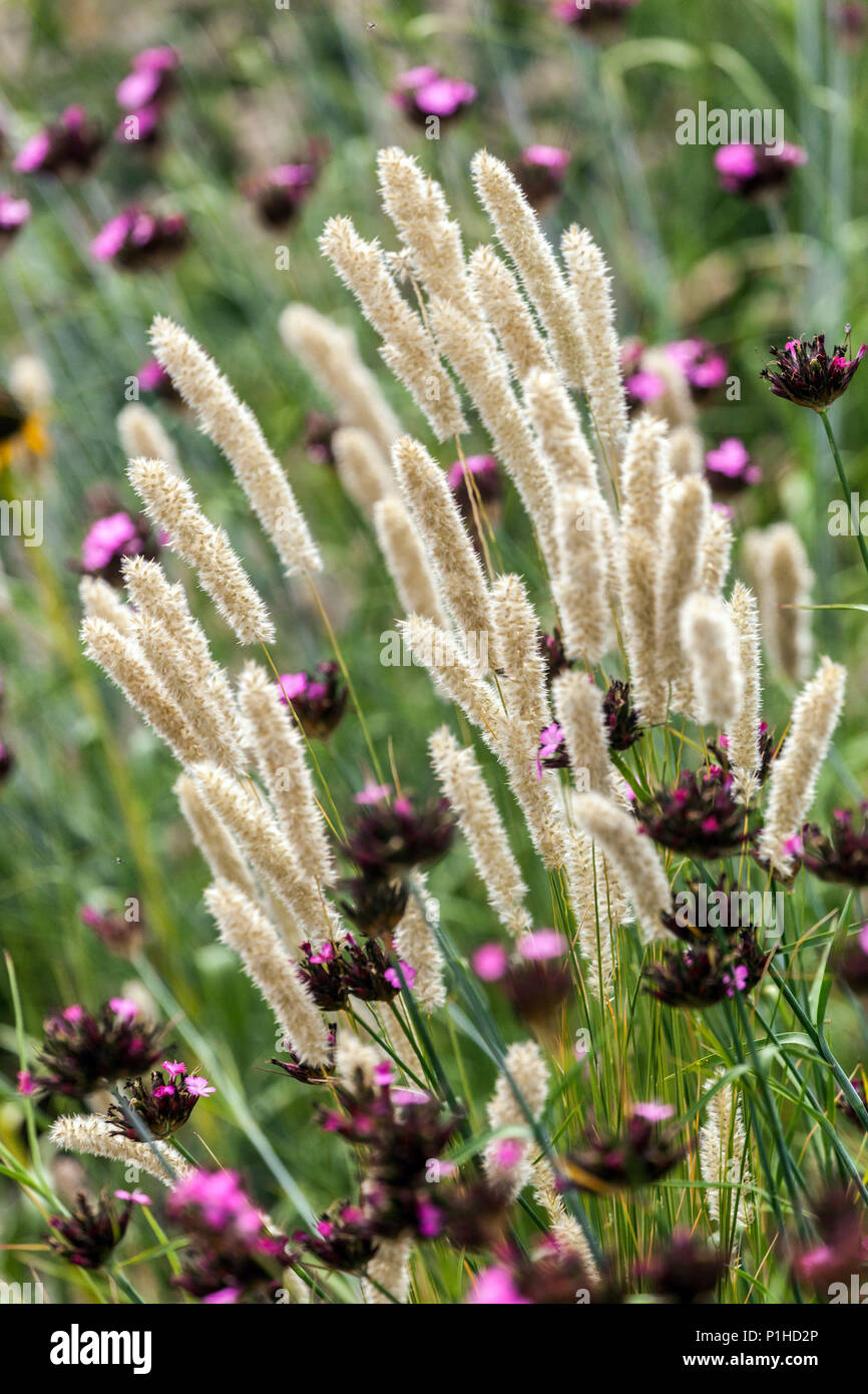Melic Grass Stock Photos & Melic Grass Stock Images - Alamy
