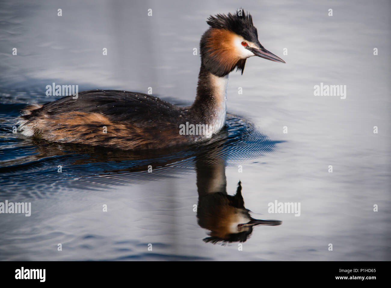 Stanwick Lakes Nature Reserve Northamptonshire Wildlife and Landscape ...