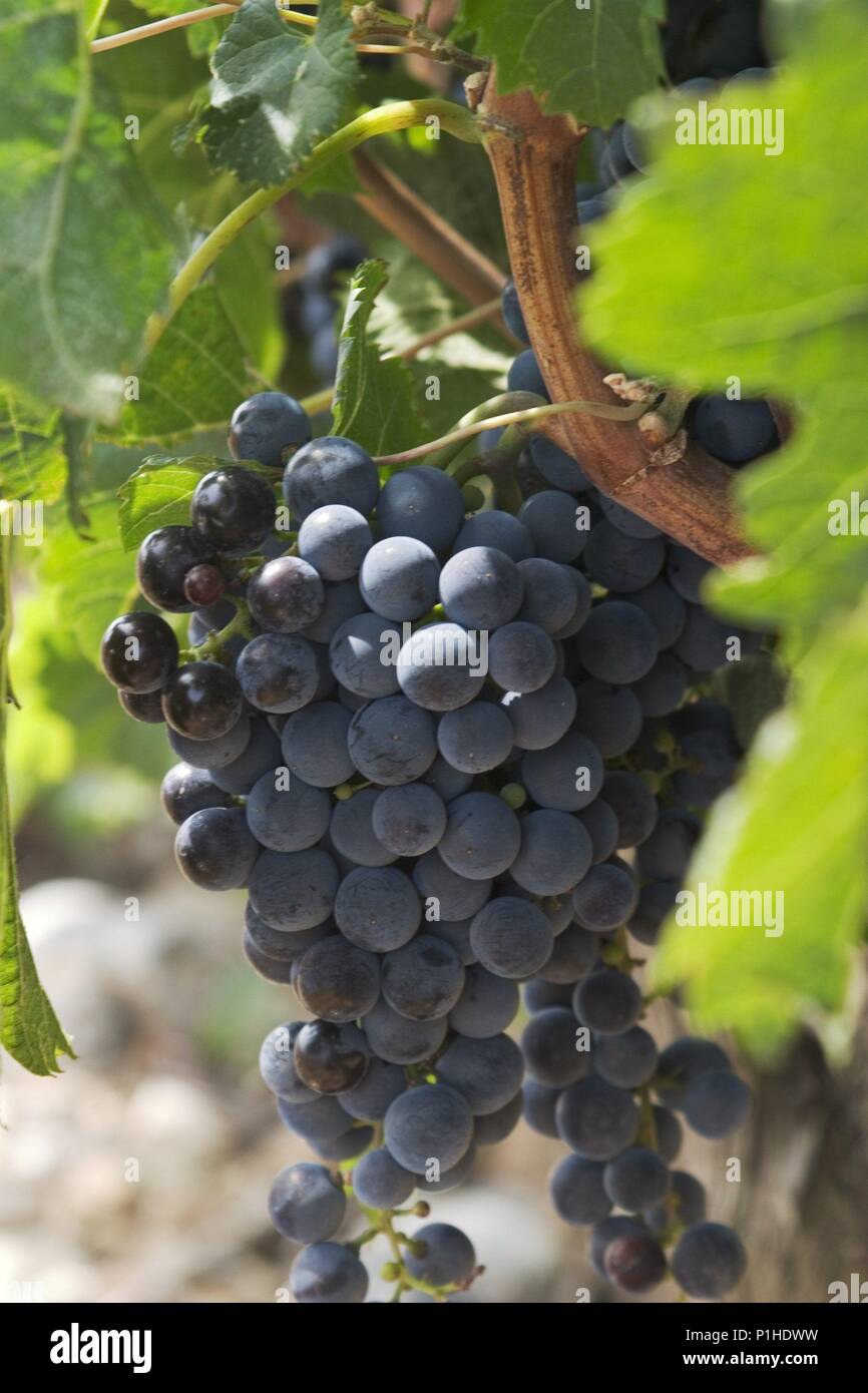 Uva negra hi-res stock photography and images - Alamy