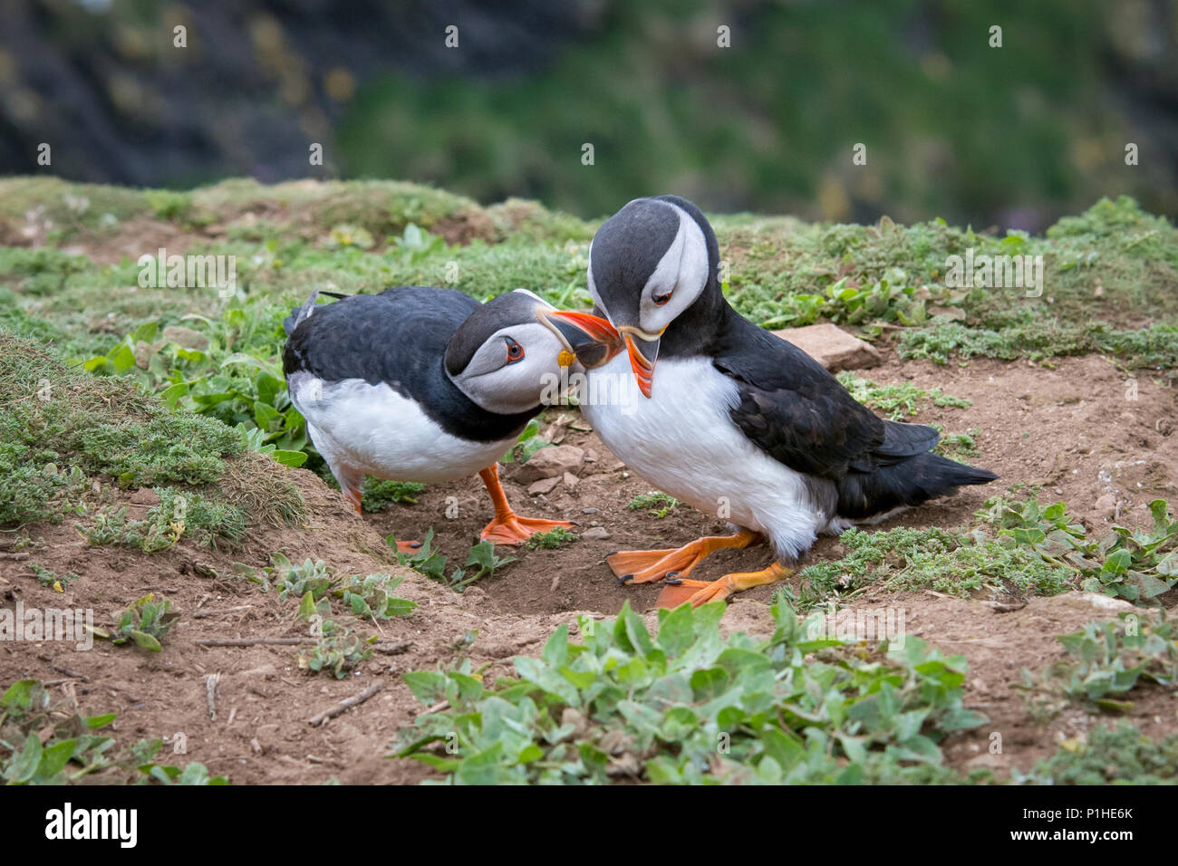 Sorry flowers hi-res stock photography and images - Alamy