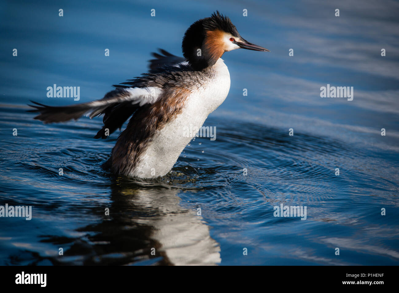 Stanwick Lakes Nature Reserve Northamptonshire Wildlife and Landscape ...