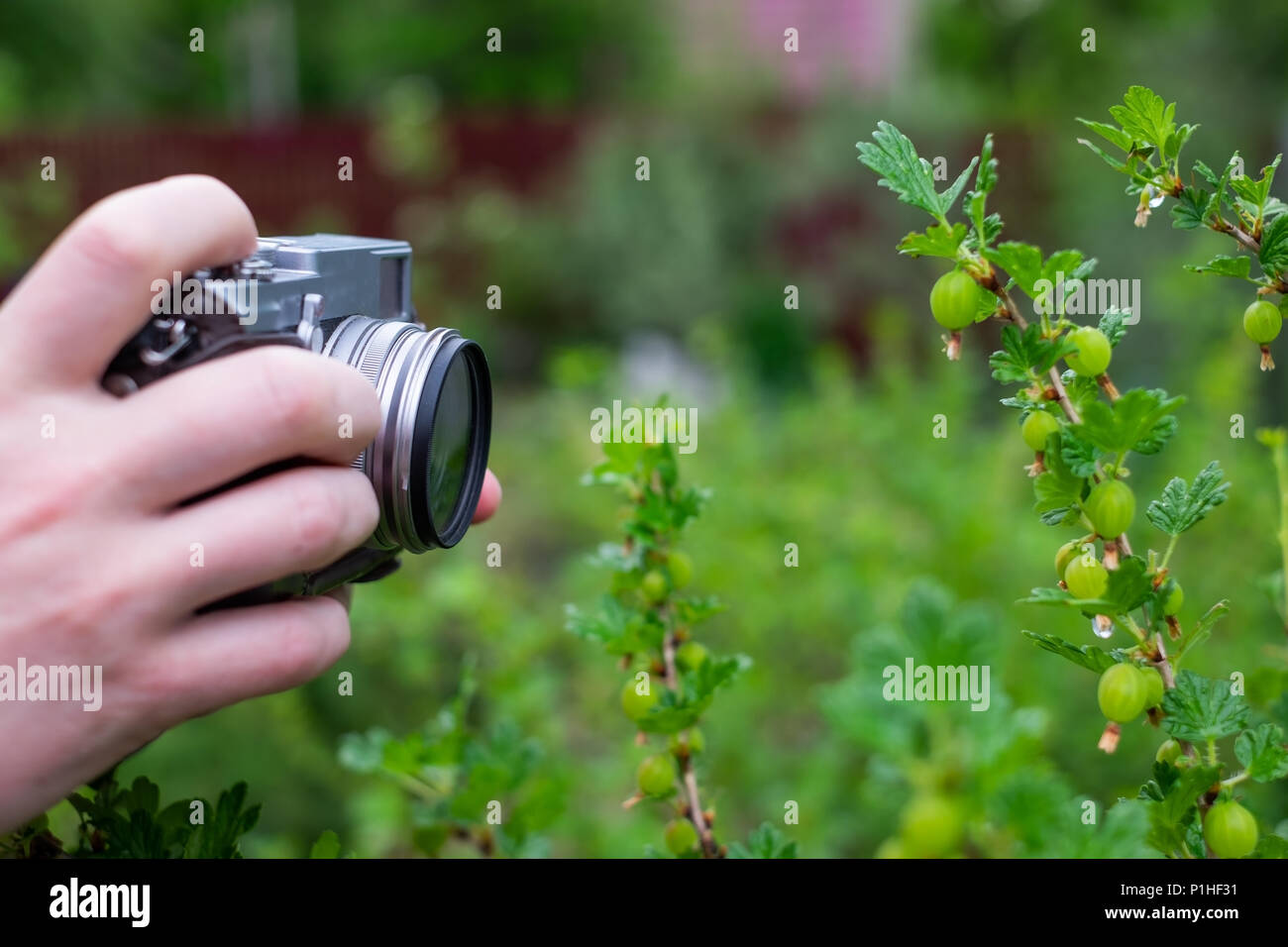 Man shooting bush of gooseberry in green summer garden. Popular hobby ...