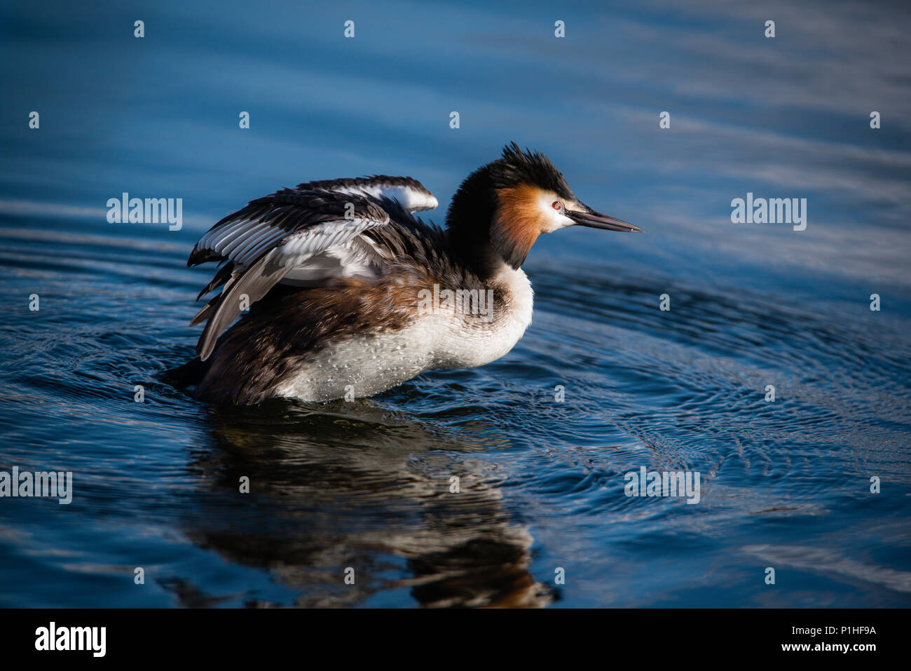 Stanwick Lakes Nature Reserve Northamptonshire Wildlife and Landscape ...