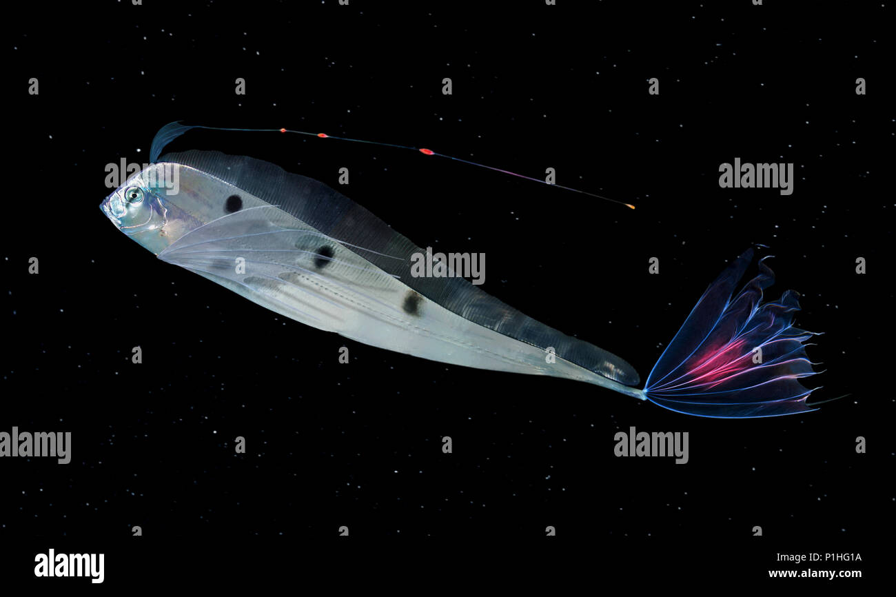 Ribbonfish High Resolution Stock Photography and Images - Alamy