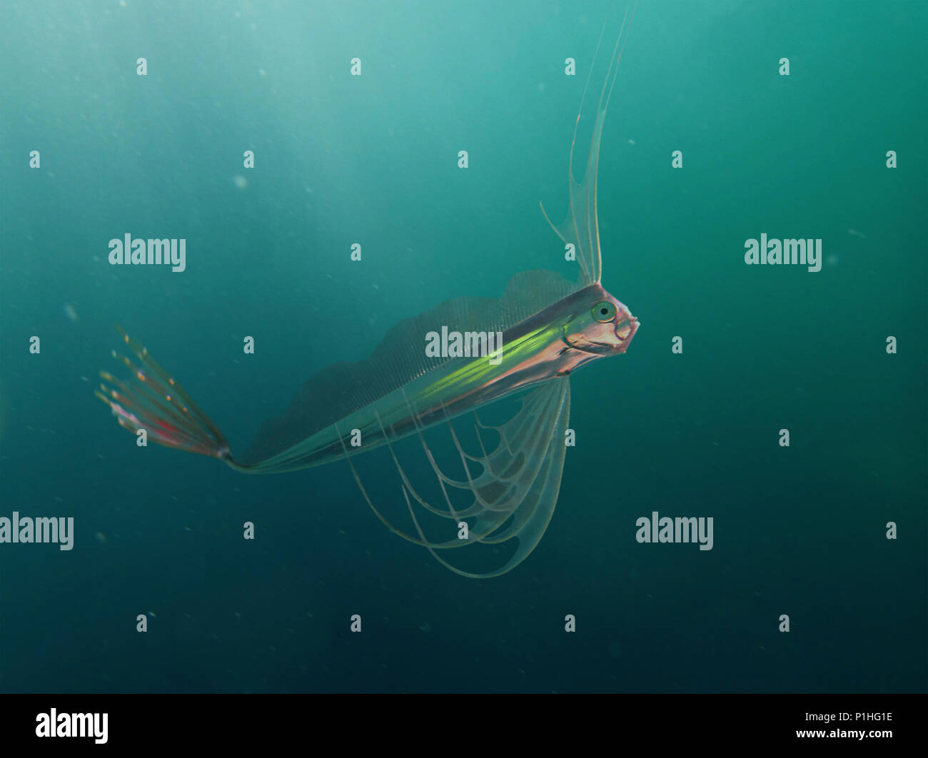 Animal Mythological Stock Photos & Animal Mythological Stock Images - Alamy