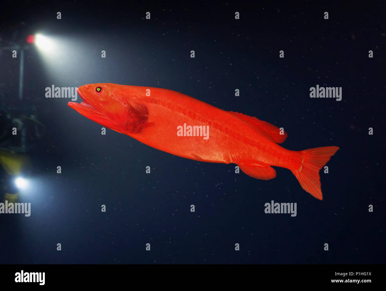 Velvet Whalefish High Resolution Stock Photography and Images - Alamy