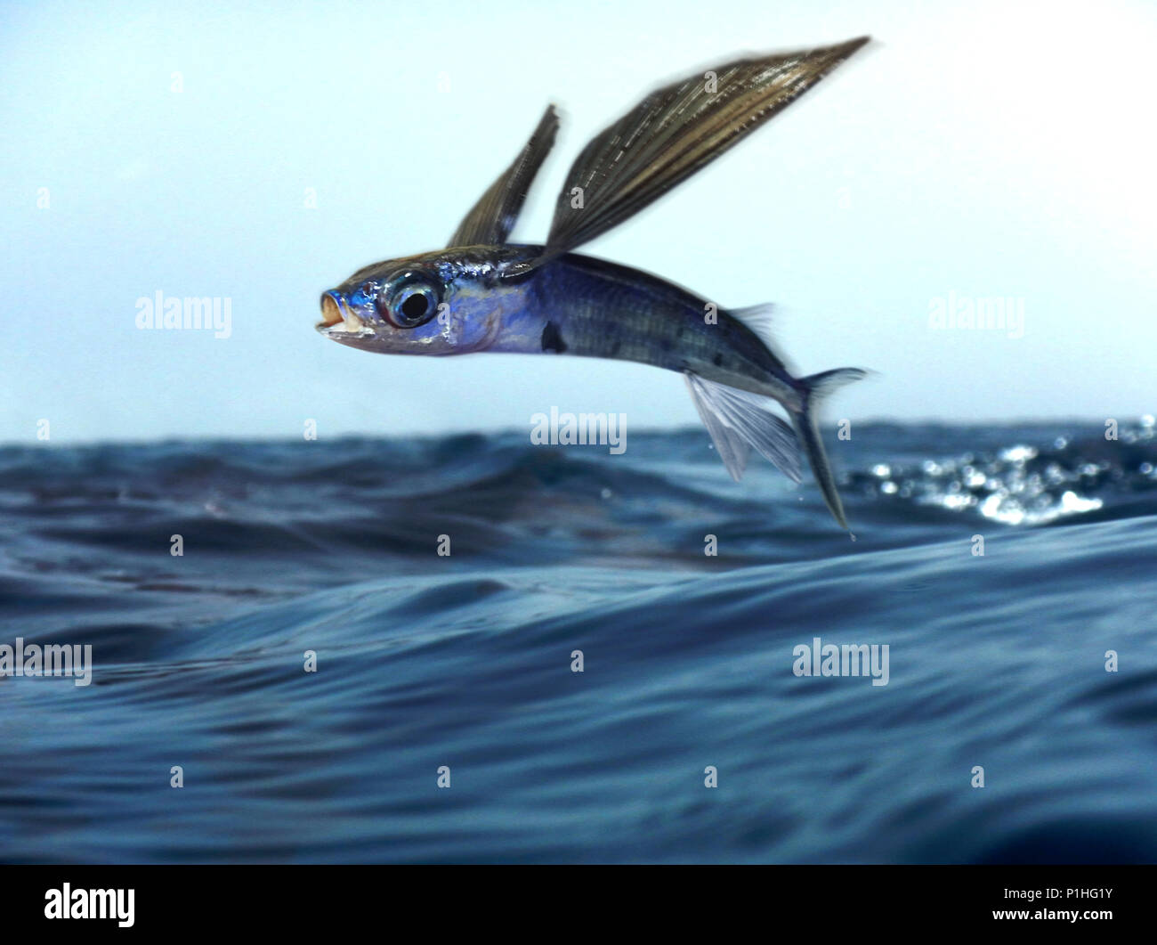 Oceanic Two Wing Flying Fish High Resolution Stock Photography and ...