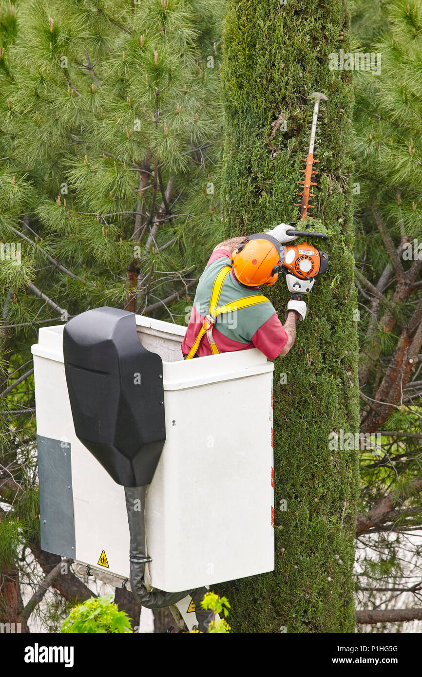 Equiped worker pruning a tree on a crane. Gardening works Stock Photo ...