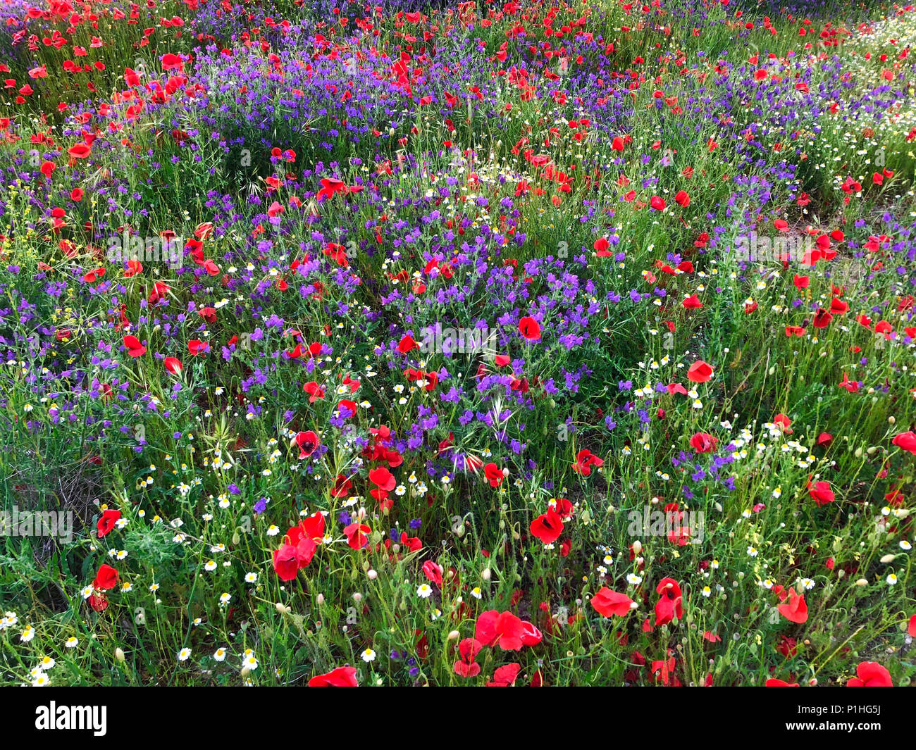 Colorful blossom flowers in the countryside. Springtime season ...
