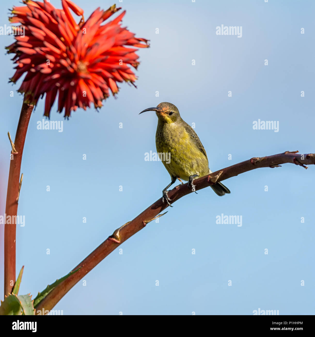 A female Malachite Sunbird on a winter Aloe bush in Southern Africa ...
