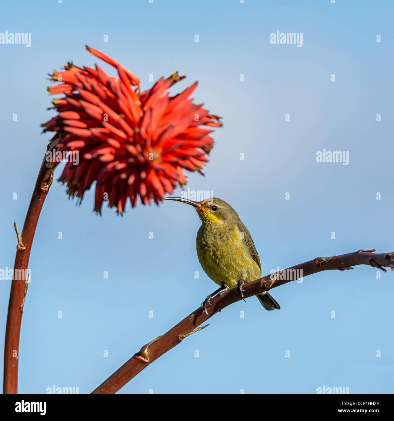 Female malachite sunbird hi-res stock photography and images - Alamy