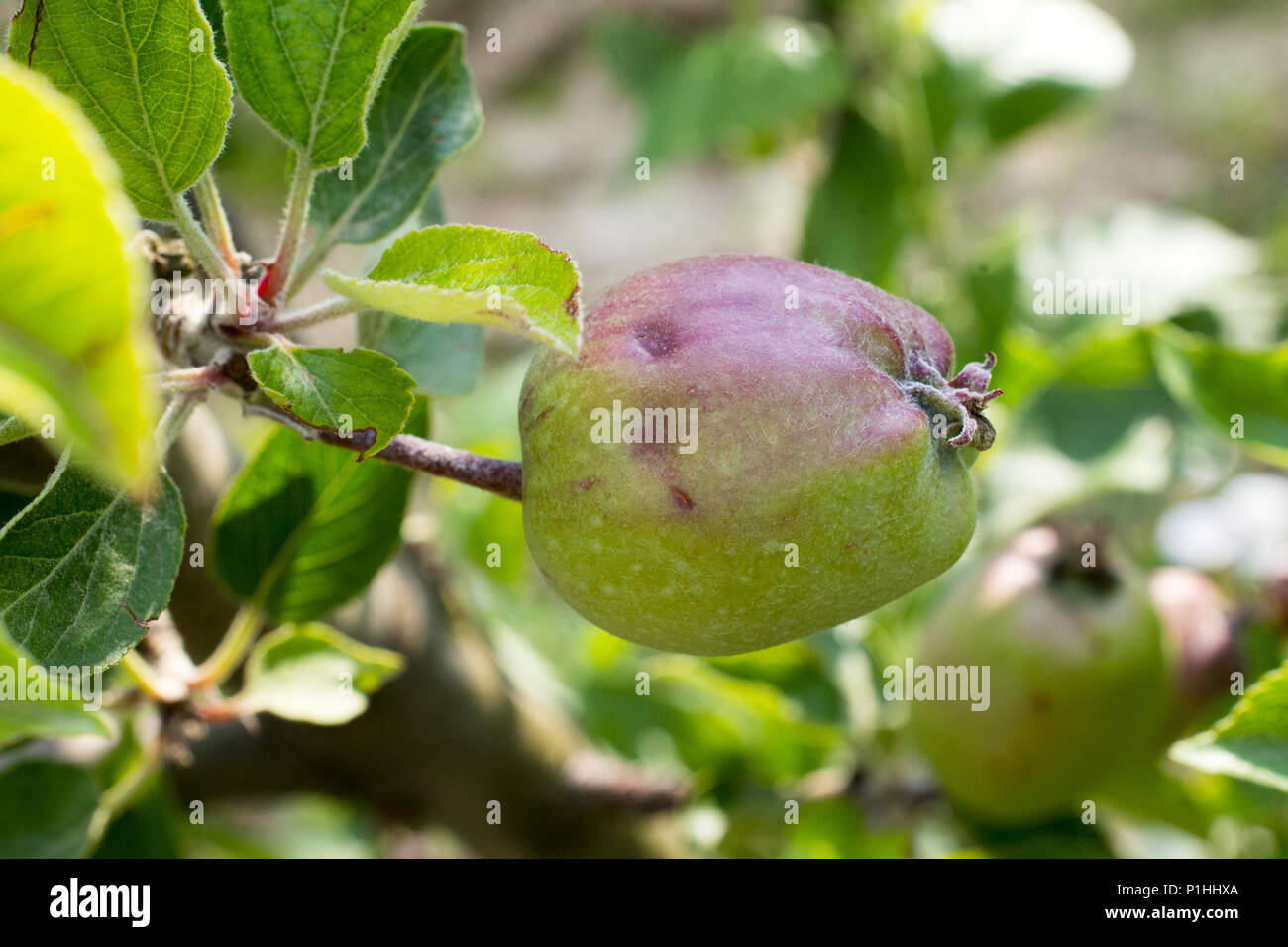 apples damaged by hail stones,image of a Stock Photo - Alamy