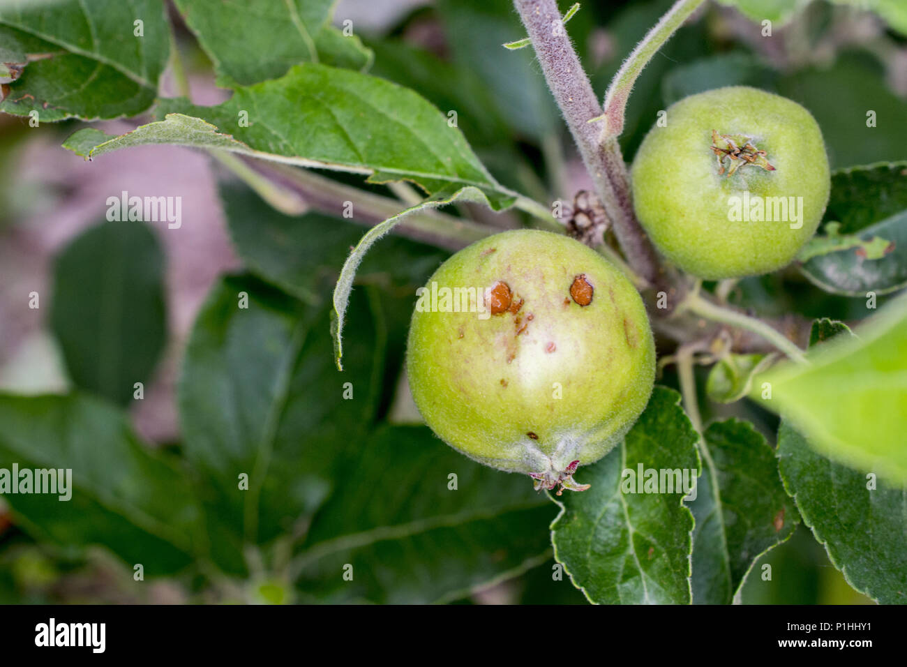 Hail stone hi-res stock photography and images - Alamy