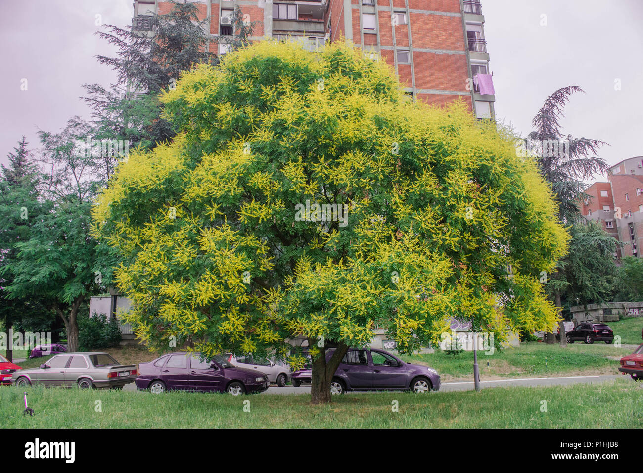 Yellow flowers of Kolreuteria paniculata Stock Photo - Alamy