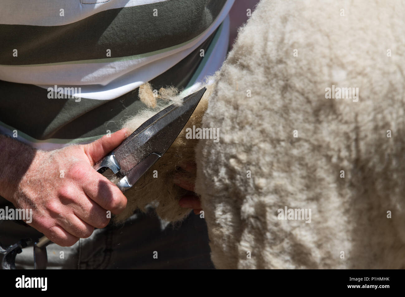 Shepherd trimming up sheep to show at the Royal Welsh Show Stock Photo ...