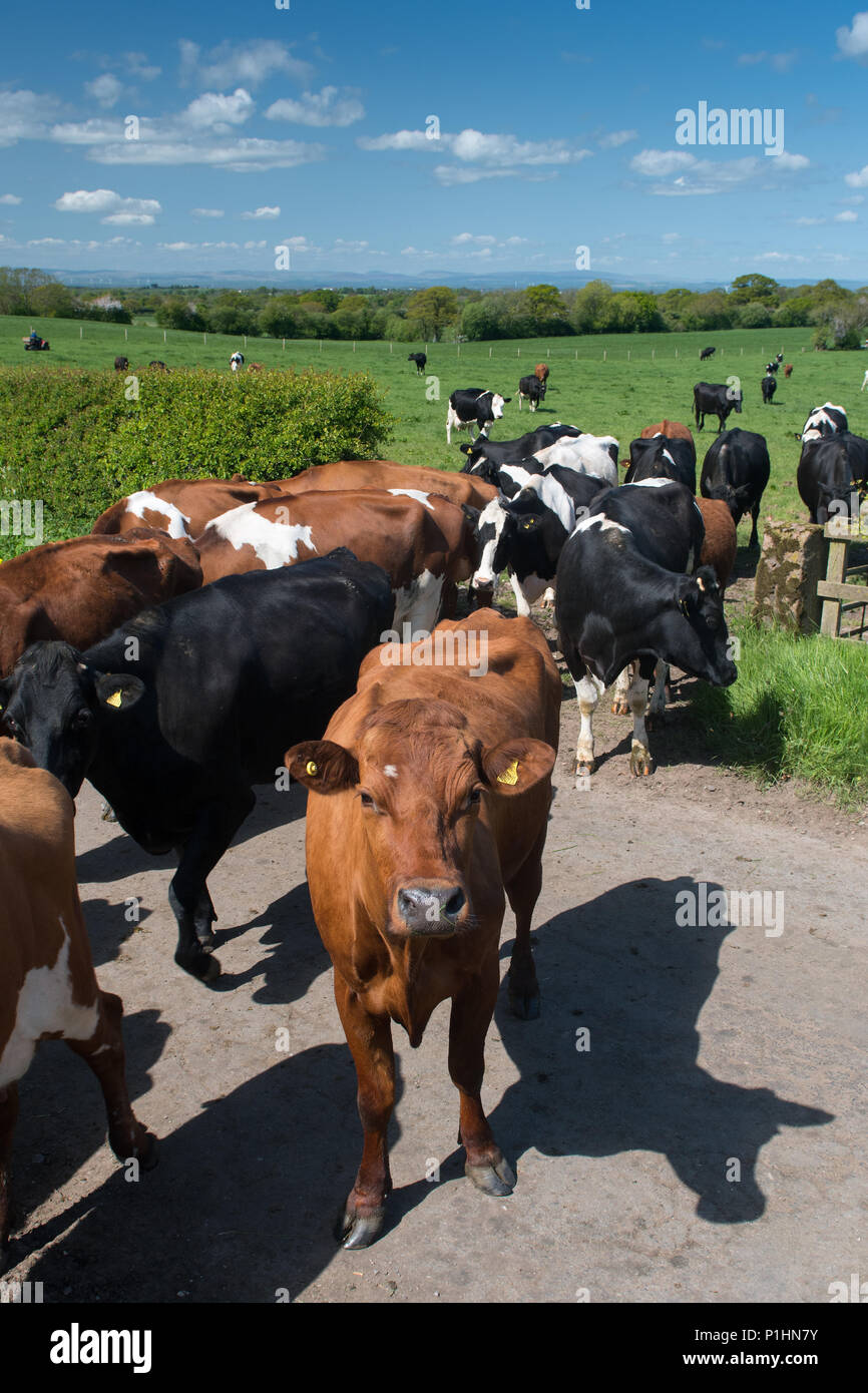 Dairy cattle crossing a road heading into parlour for milking. Cumbria ...