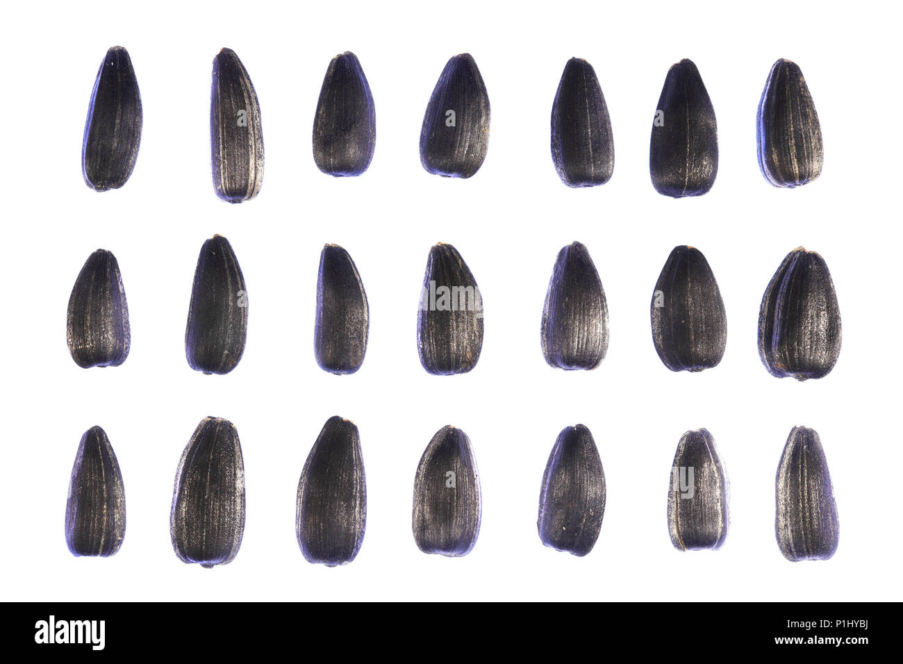 Sunflower Seeds Pattern. Isolated Background. Detailed Texture. Macro ...