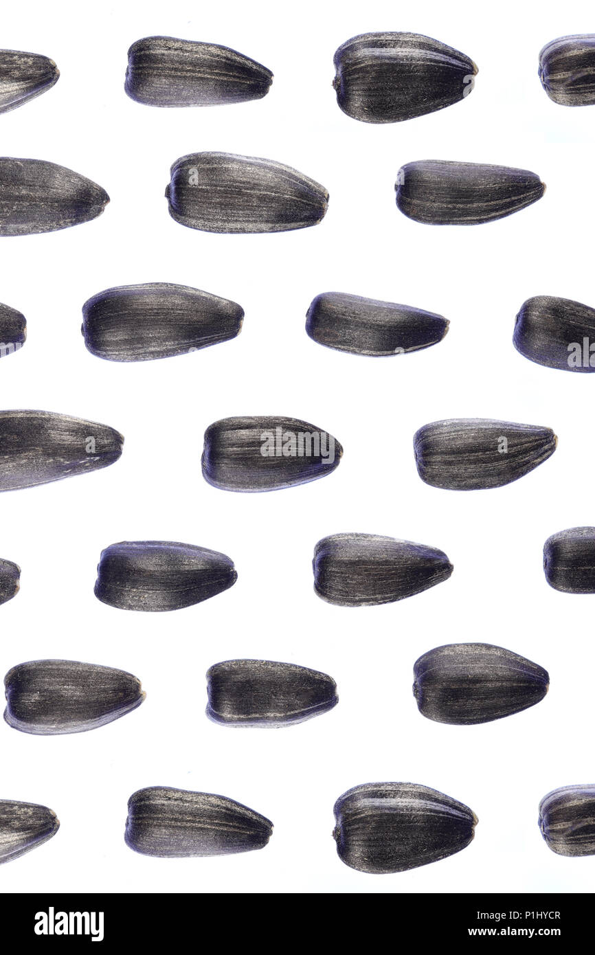 Sunflower Seeds Pattern. Isolated Background. Detailed Texture. Macro ...