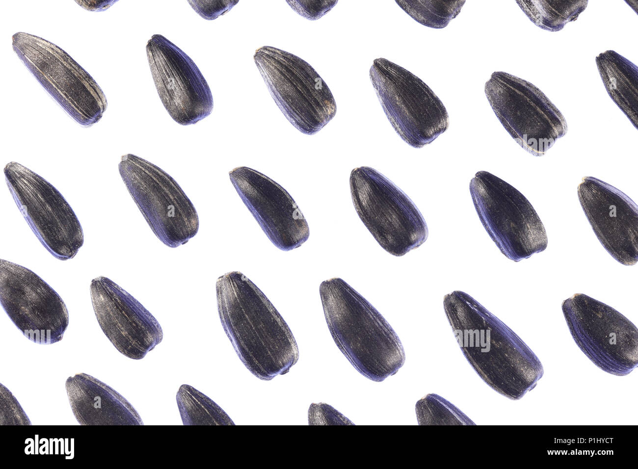 Sunflower Seeds Pattern. Isolated Background. Detailed Texture. Macro ...