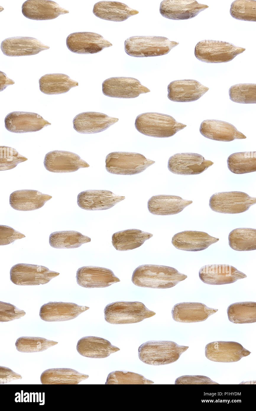 Texture sunflower seeds hi-res stock photography and images - Alamy